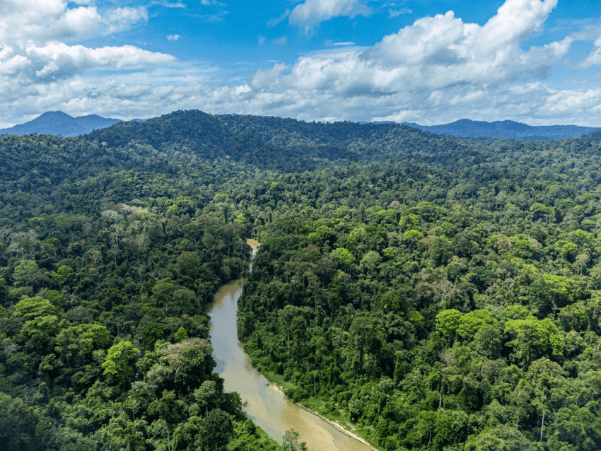 A Stay in the Heart of Malaysia’s Ancient Rainforest - Sustainable ...