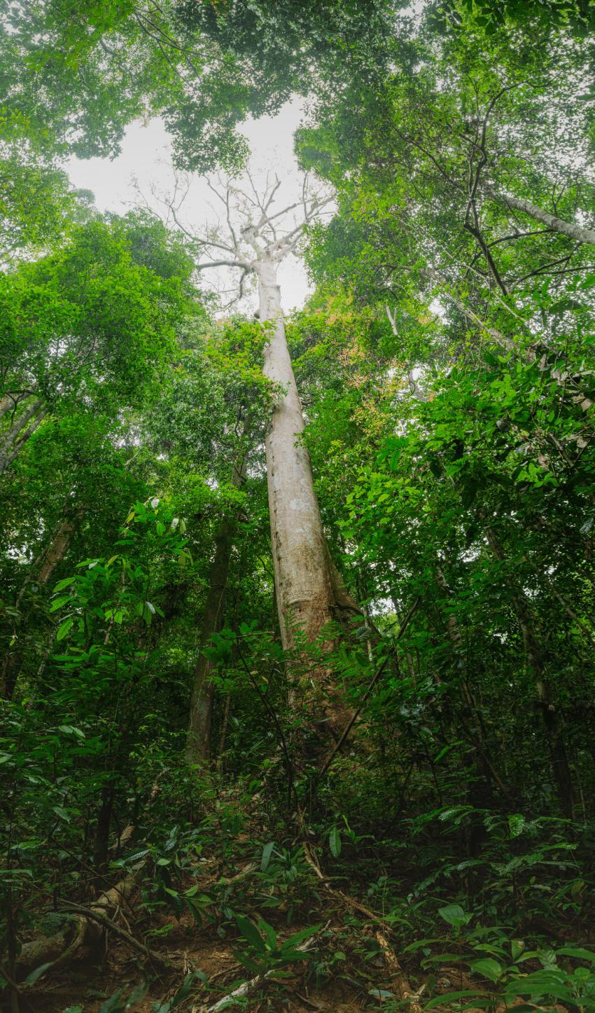 A Stay in the Heart of Malaysia’s Ancient Rainforest - Sustainable ...