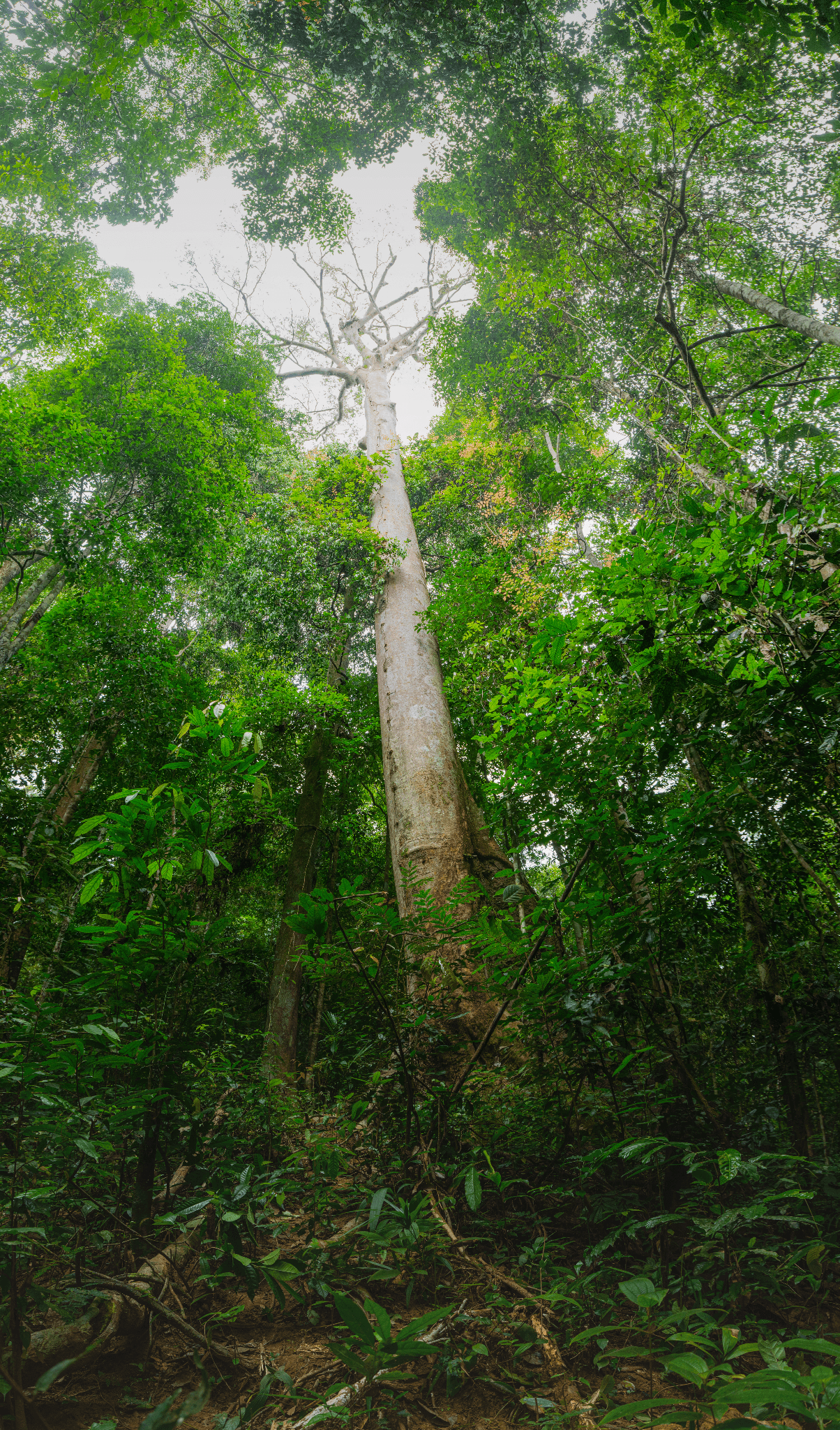 A Stay in the Heart of Malaysia’s Ancient Rainforest - Sustainable ...