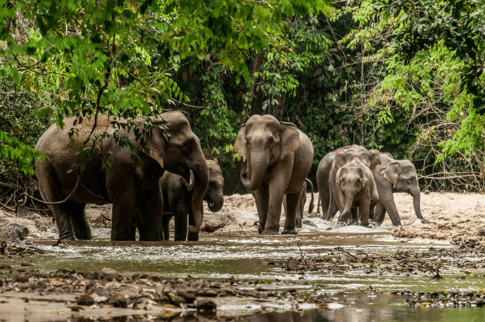 A Stay in the Heart of Malaysia’s Ancient Rainforest - Sustainable ...