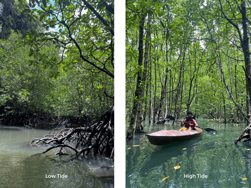 Guarding the Coastal Guards: Ways to Tour the Mangroves Consciously ...