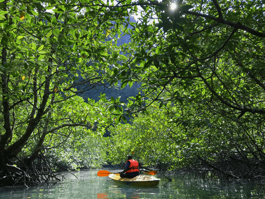 Guarding the Coastal Guards: Ways to Tour the Mangroves Consciously ...