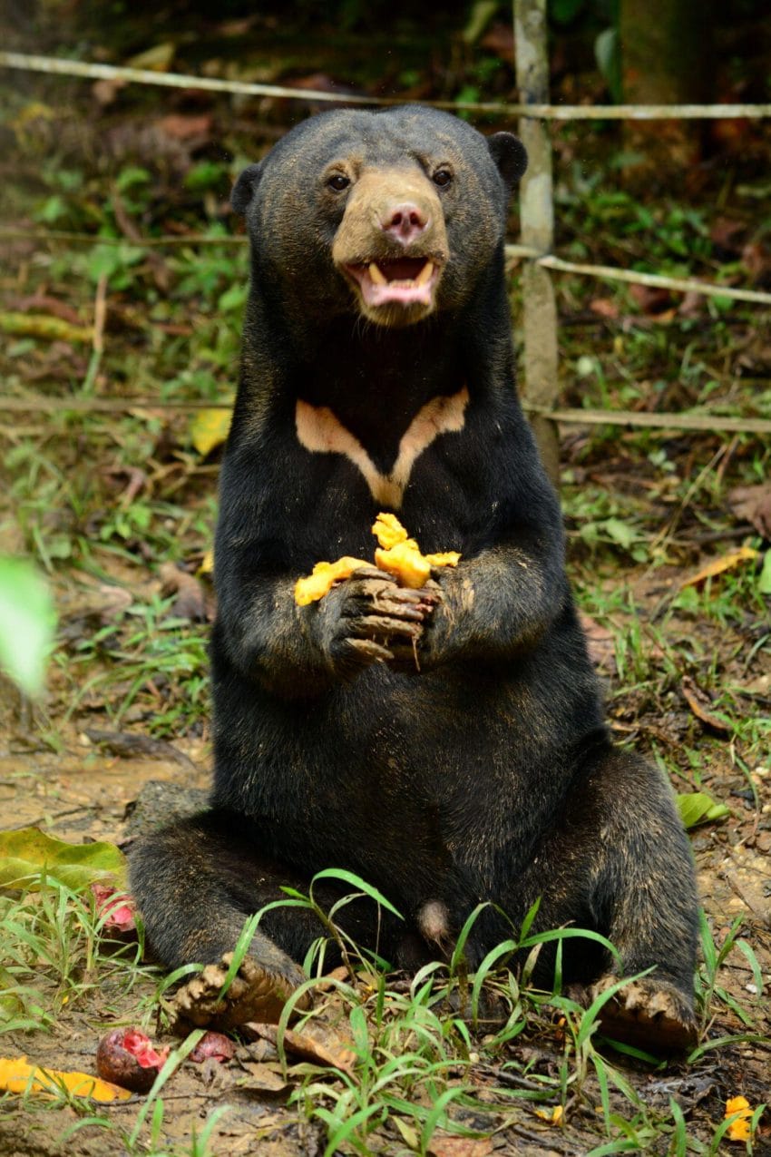 What to Expect: Volunteer at the World’s Only Sun Bear Conservation ...